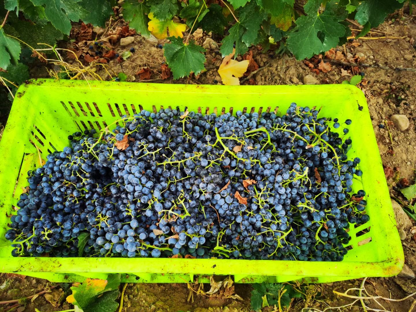 Marselan wine attracts world attention again | Professor Demei LI from ...